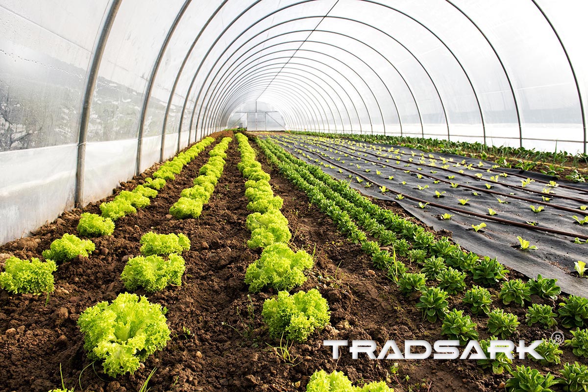 Agricultural & Greenhouse Plastic Films for Optimal Growth - Tradsark