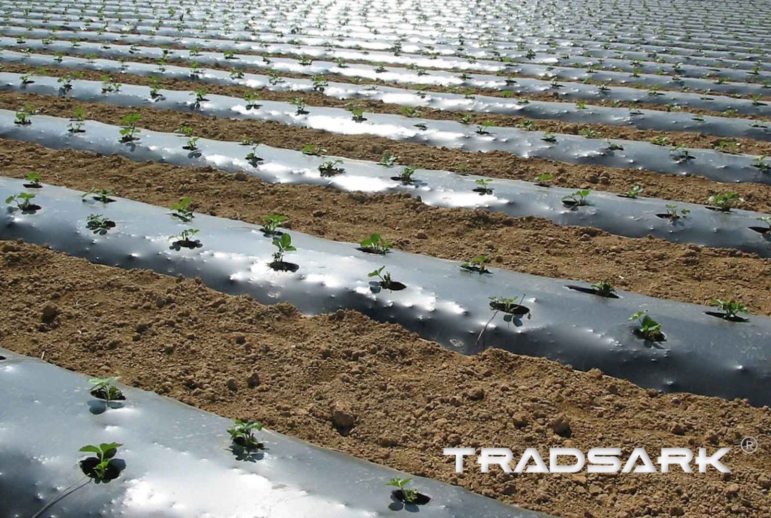 Tradsark | Global Film Solutions