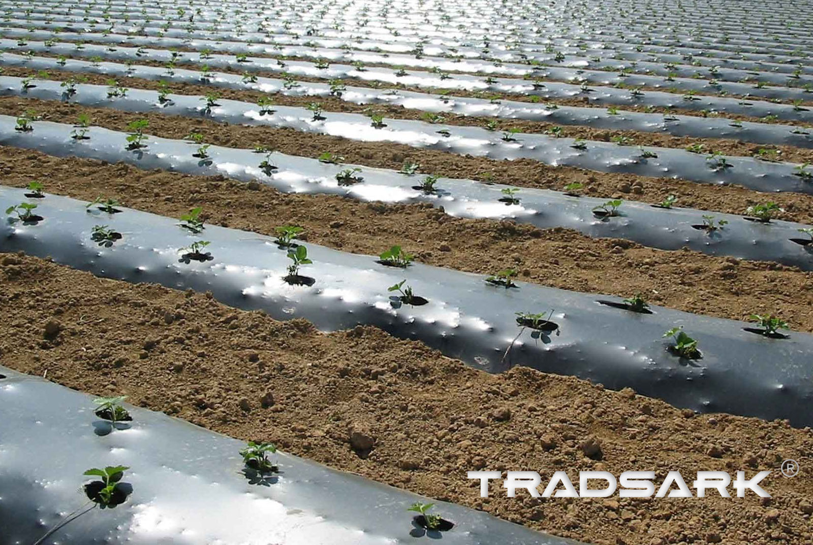 Black Agricultural Mulch Film for Greenhouses - Tradsark