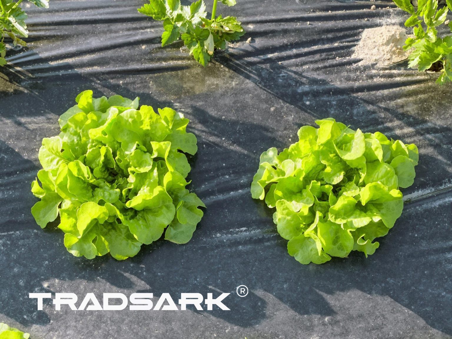 Biodegradable Agricultural Films & High-Performance Mulch Solutions ...