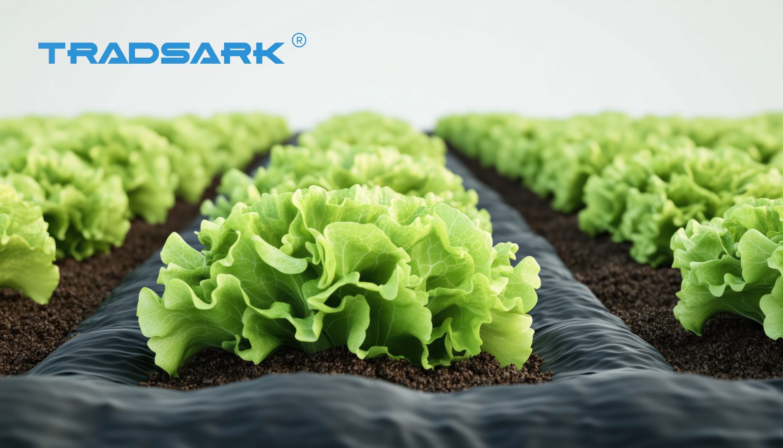 China Agricultural Mulch & Reflective Film Manufacturer -Tradsark