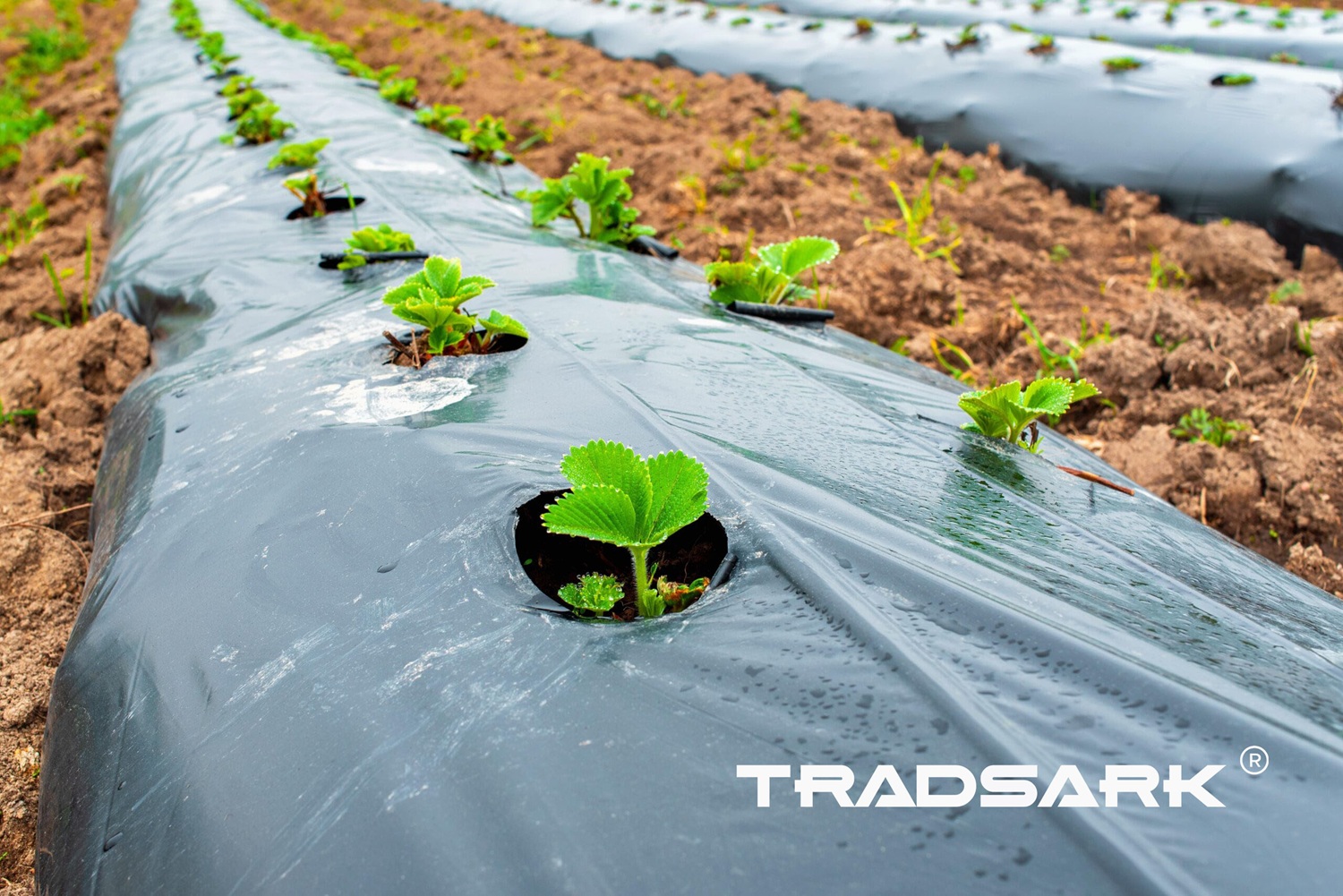 Agricultural Films for Weed Control, Moisture Retention & Temperature ...