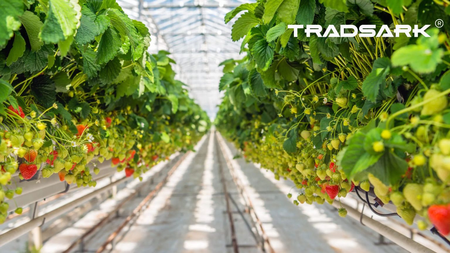 Best Agricultural Films for Weed Control & Moisture Retention - Tradsark