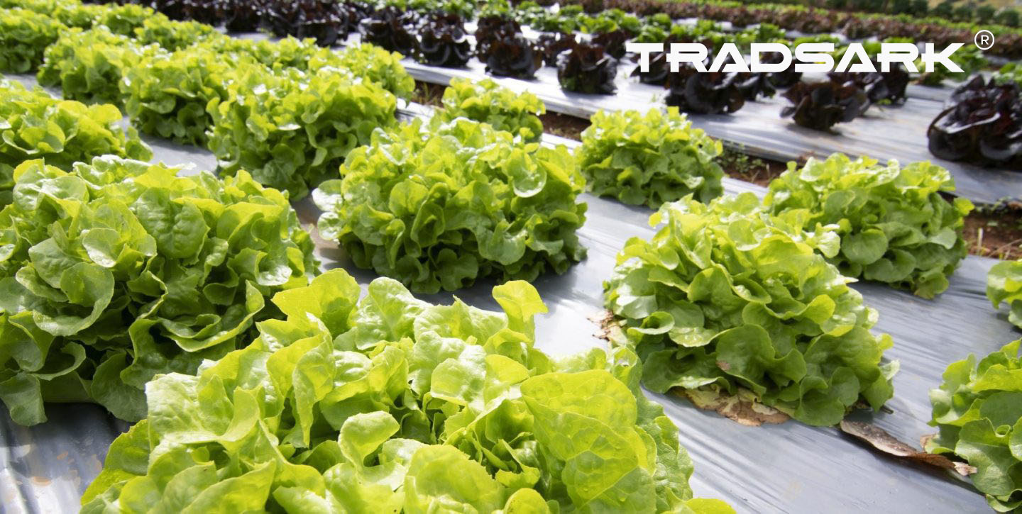 Biodegradable Agricultural Films & High-Performance Mulch Solutions ...